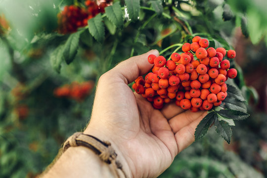 รูปภาพFructification – เลือกดูภาพถ่ายสต็อก เวกเตอร์ และวิดีโอ2,667 ...