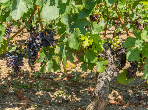 "Sarment De Vigne" Immagini - Sfoglia 43 foto, vettoriali e video Stock ...