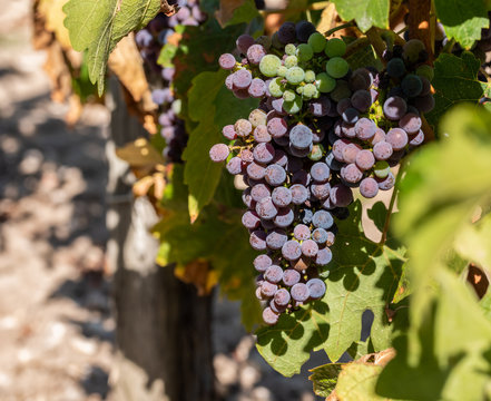 "Sarment De Vigne" Immagini - Sfoglia 43 foto, vettoriali e video Stock ...