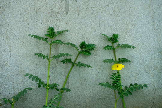 รูปภาพPlollen – เลือกดูภาพถ่ายสต็อก เวกเตอร์ และวิดีโอ100 | Adobe Stock