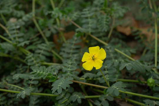 รูปภาพPlollen – เลือกดูภาพถ่ายสต็อก เวกเตอร์ และวิดีโอ100 | Adobe Stock
