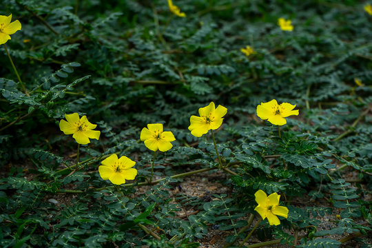 รูปภาพPlollen – เลือกดูภาพถ่ายสต็อก เวกเตอร์ และวิดีโอ100 | Adobe Stock