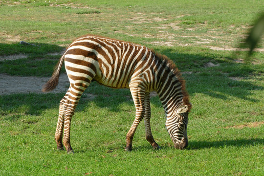 Sebra Images – Browse 52 Stock Photos, Vectors, and Video | Adobe Stock