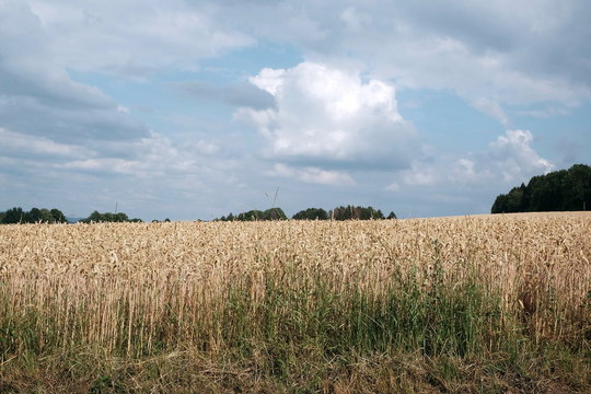 Nartur Bilder – Durchsuchen 64 Archivfotos, Vektorgrafiken und Videos ...