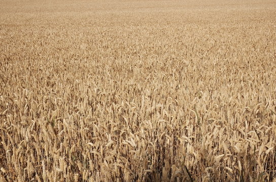 Nartur Bilder – Durchsuchen 64 Archivfotos, Vektorgrafiken und Videos ...