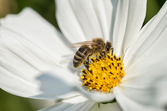 Fleißiger Bilder – Durchsuchen 60 Archivfotos, Vektorgrafiken und ...