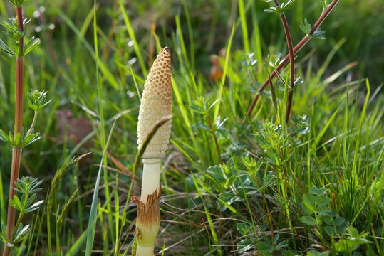 รูปภาพArthrophyta – เลือกดูภาพถ่ายสต็อก เวกเตอร์ และวิดีโอ454 | Adobe Stock