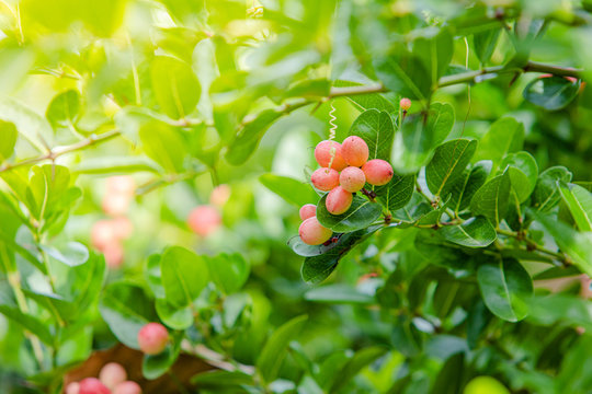 "Bengal Currant" Images – Browse 286 Stock Photos, Vectors, and Video ...