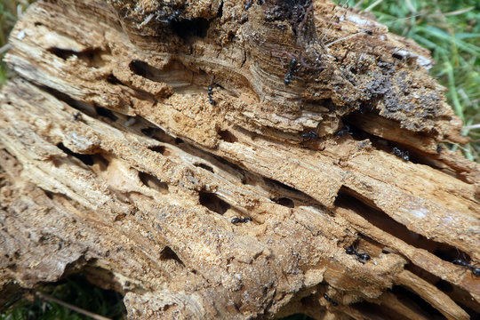 Holzameise Images – Browse 11 Stock Photos, Vectors, and Video | Adobe ...