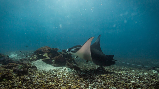 Mantarochen Images – Browse 183 Stock Photos, Vectors, and Video ...