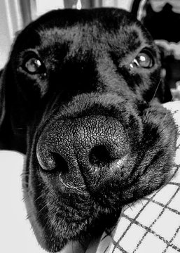 "Attention Seeking" Images – Browse 151 Stock Photos, Vectors, and ...