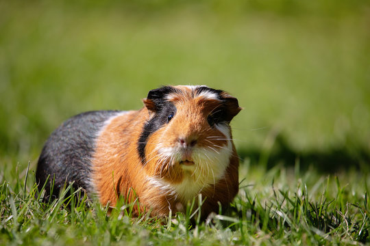 "Cavia Porcellus" Images – Browse 3,163 Stock Photos, Vectors, and ...