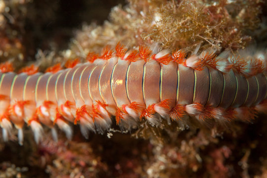 Fireworm bilder – Bläddra bland 717 stockfoton, vektorer och videor | Adobe Stock