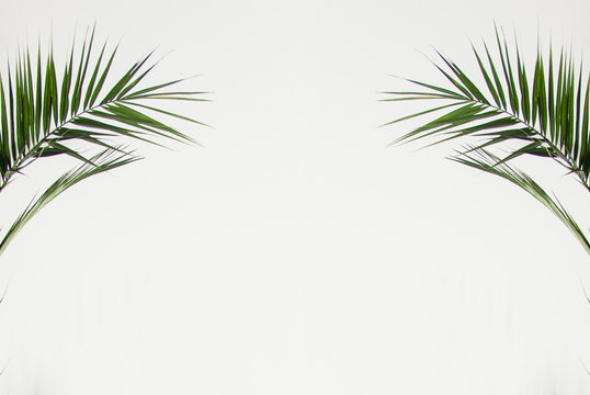 Palm Branches Background