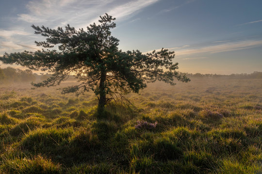 Winfrith Images – Browse 34 Stock Photos, Vectors, and Video | Adobe Stock