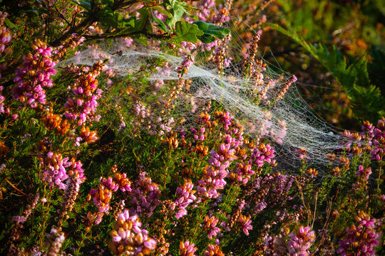 Winfrith Images – Browse 34 Stock Photos, Vectors, and Video | Adobe Stock