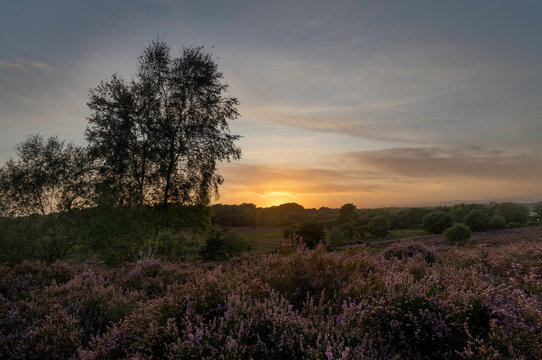 Winfrith Images – Browse 34 Stock Photos, Vectors, and Video | Adobe Stock