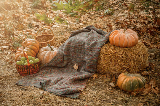 รูปภาพFalll – เลือกดูภาพถ่ายสต็อก เวกเตอร์ และวิดีโอ365 | Adobe Stock