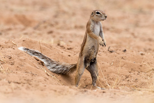 Imágenes de Xerus: descubre bancos de fotos, ilustraciones, vectores y ...