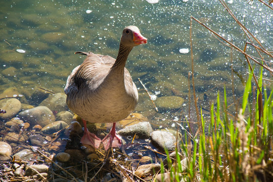 「Cabreado」の写真素材 | 96件の無料イラスト画像 | Adobe Stock