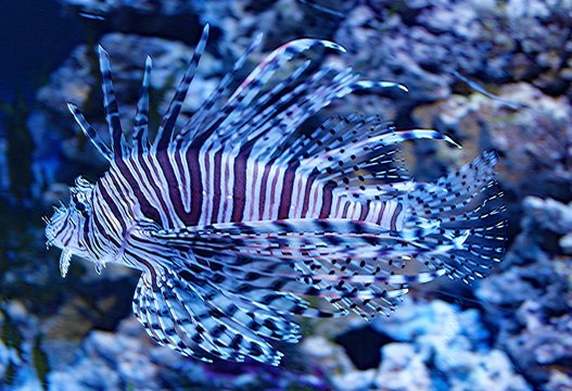「Fiish」の写真素材 | 75件の無料イラスト画像 | Adobe Stock