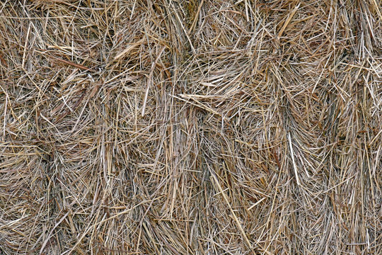 DIE 499 BESTEN BILDER, STOCK-FOTOS UND -VEKTORGRAFIKEN ZU „Strohalm ...