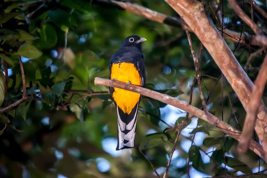 รูปภาพOvipara – เลือกดูภาพถ่ายสต็อก เวกเตอร์ และวิดีโอ294 | Adobe Stock