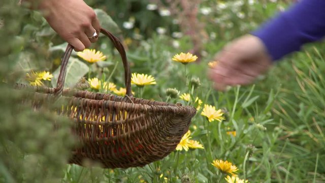 Whicker Video Footage – Browse 330 HD Stock Video and Footage | Adobe Stock