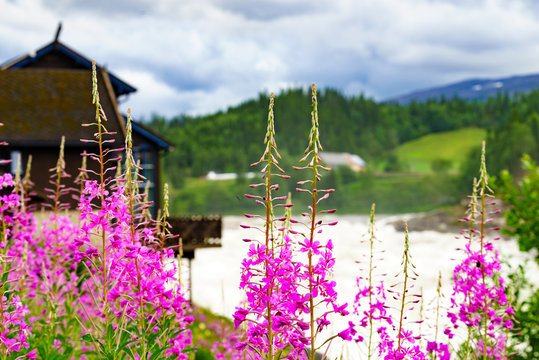 Geitrams Bilder – Durchsuchen 89 Archivfotos, Vektorgrafiken und Videos ...