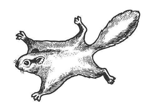 How To Draw A Flying Squirrel