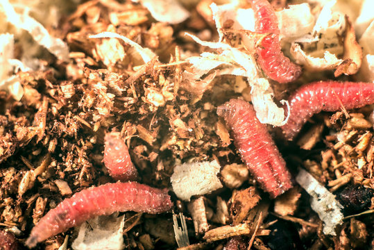 Insect-Maggots-Bilder: Stock-Fotos & -Videos. | Adobe Stock