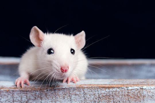 Lab Mice Images Free Photos, PNG Stickers, Wallpapers, 49% OFF