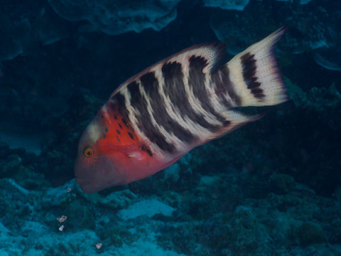 Splendour Images – Browse 3,035 Stock Photos, Vectors, and Video ...