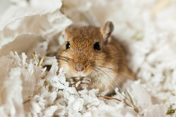 Mongolian Gerbil Habitat Fact Size And Classification