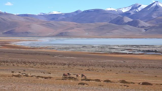 Kiang Images – Browse 730 Stock Photos, Vectors, and Video | Adobe Stock