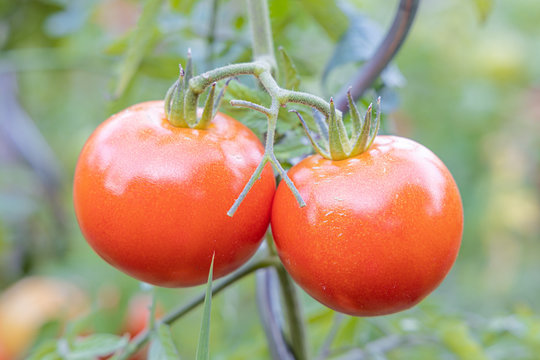 Tomatenstaude Bilder – Durchsuchen 402 Archivfotos, Vektorgrafiken und ...