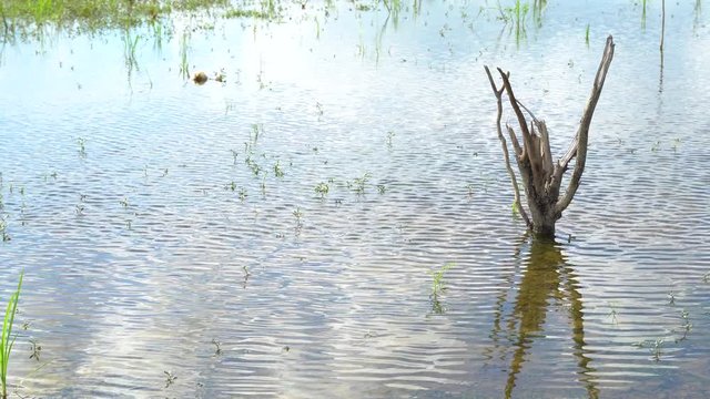 Waterlogged Images – Browse 35,622 Stock Photos, Vectors, and Video ...