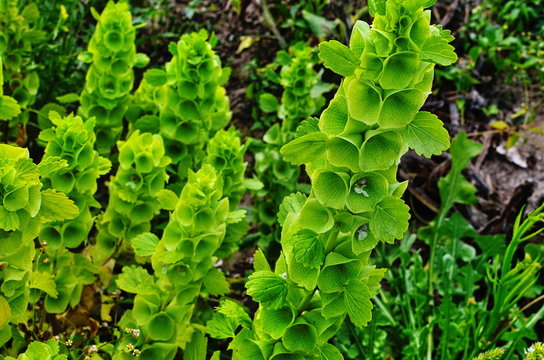 "Bells Of Ireland" Images – Browse 230 Stock Photos, Vectors, and Video ...