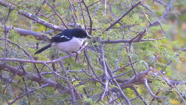 Boubou Images – Browse 2,800 Stock Photos, Vectors, and Video | Adobe Stock