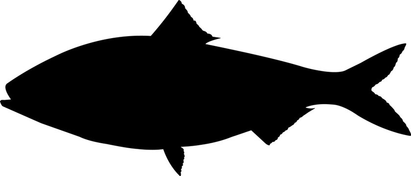 Shad Images – Browse 2,532,514 Stock Photos, Vectors, and Video | Adobe ...