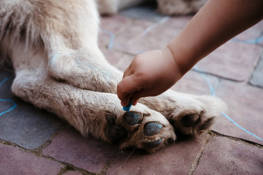 What Is The Pad Above A Dogs Paw