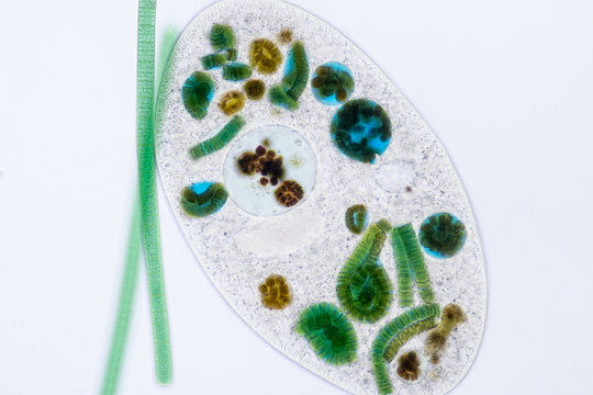 Protist bilder – Bläddra bland 2,397 stockfoton, vektorer och videor ...