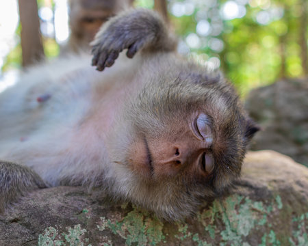 "Sleeping Monkey" Images – Browse 319 Stock Photos, Vectors, and Video ...