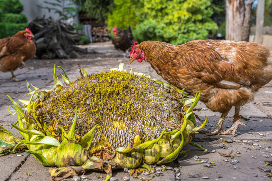 DIE 1,458 BESTEN BILDER, STOCK-FOTOS UND -VEKTORGRAFIKEN ZU „Riesenhuhn ...