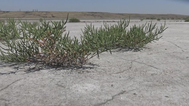 รูปภาพHalophytic – เลือกดูภาพถ่ายสต็อก เวกเตอร์ และวิดีโอ150 | Adobe Stock