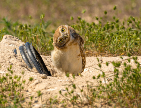 "Burrowing Owl" Images – Browse 14,029 Stock Photos, Vectors, and Video ...