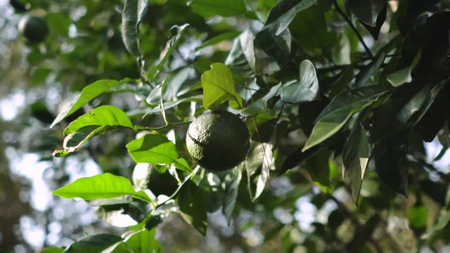 「Mosambi」の写真素材 | 2,280件の無料イラスト画像 | Adobe Stock