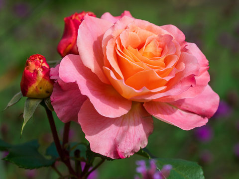 7,917 BESTE Bauernrose BILDER, STOCK-FOTOS & -VEKTORGRAFIKEN | Adobe Stock