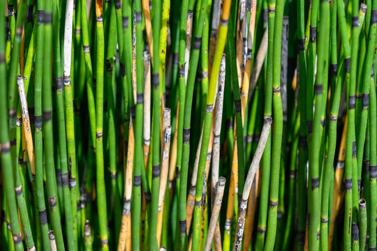 รูปภาพArthrophyta – เลือกดูภาพถ่ายสต็อก เวกเตอร์ และวิดีโอ454 | Adobe Stock