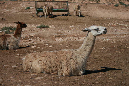 Peru Machu-Picchu Bilder – Durchsuchen 629 Archivfotos, Vektorgrafiken und Videos | Adobe Stock